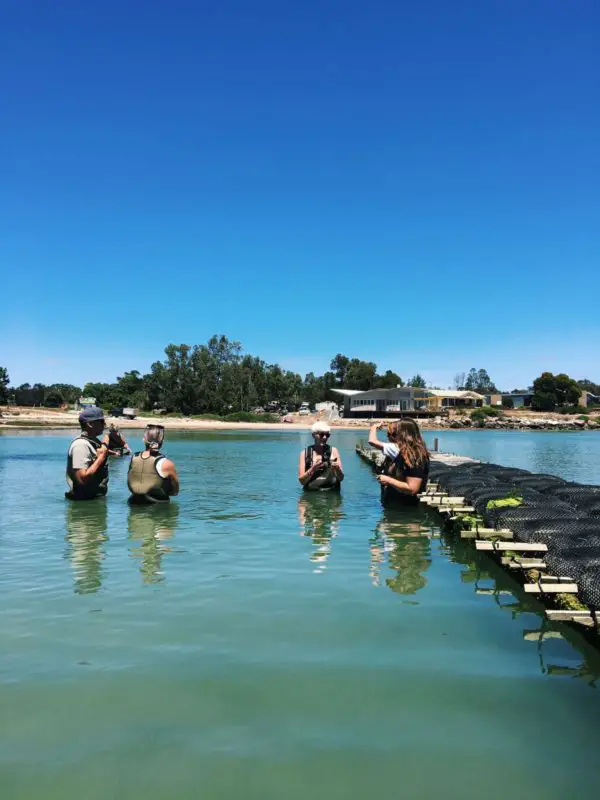 Coffin Bay Travel Guide - Enjoy The Best Oysters South Australia