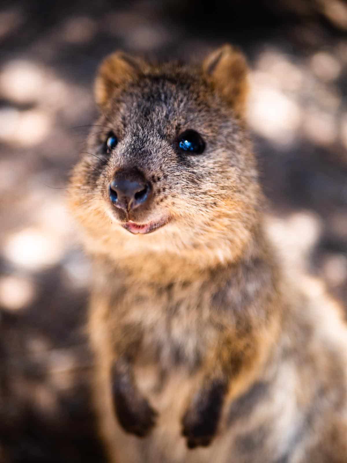Rottnest Island 101 - A guide to the Island - Unexplored Footsteps