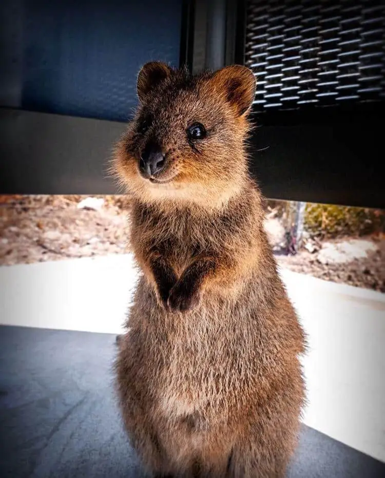 Rottnest Island day trip - Our complete itinerary & guide